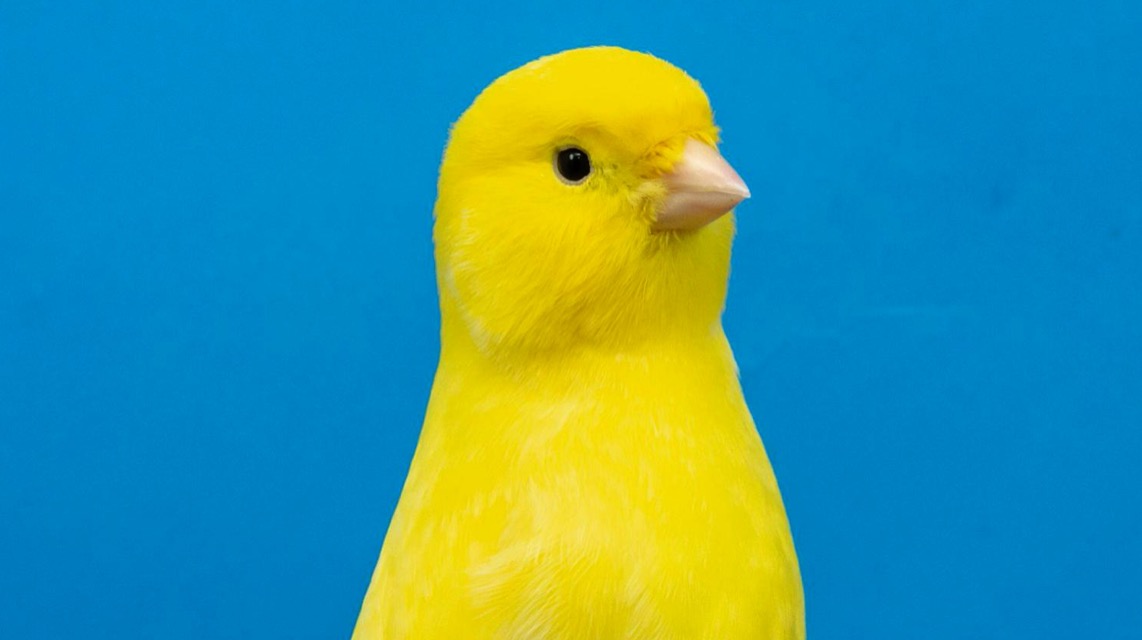 What does the 2022 Turner prize have in common with my daughter’s pet ...